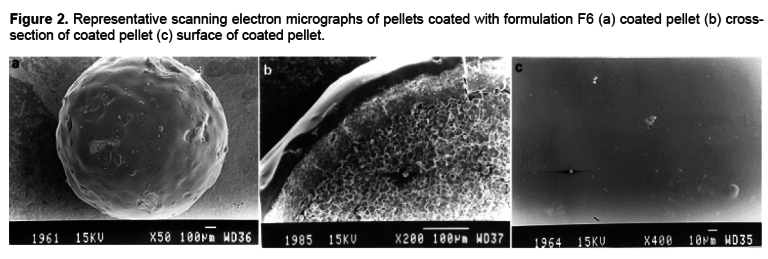 Figure 2. Representative scanning electron micrographs of pellets ...