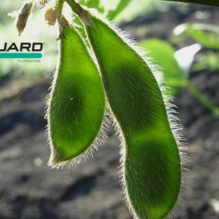 FMC Launches New Topguard EQ Fungicide Premix - Foreverest Resources Ltd