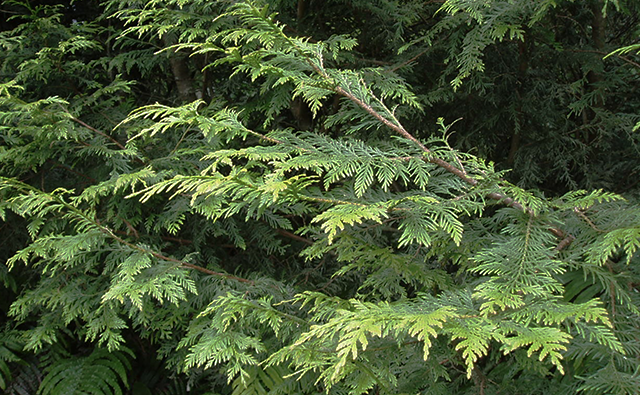 The characteristics and commercial application value of α-Thujene, β ...