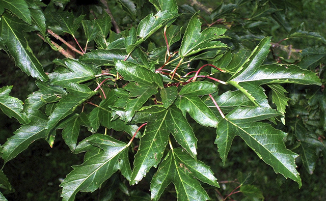 Business Value of α/β Phellandrene in Agricultural Application ...